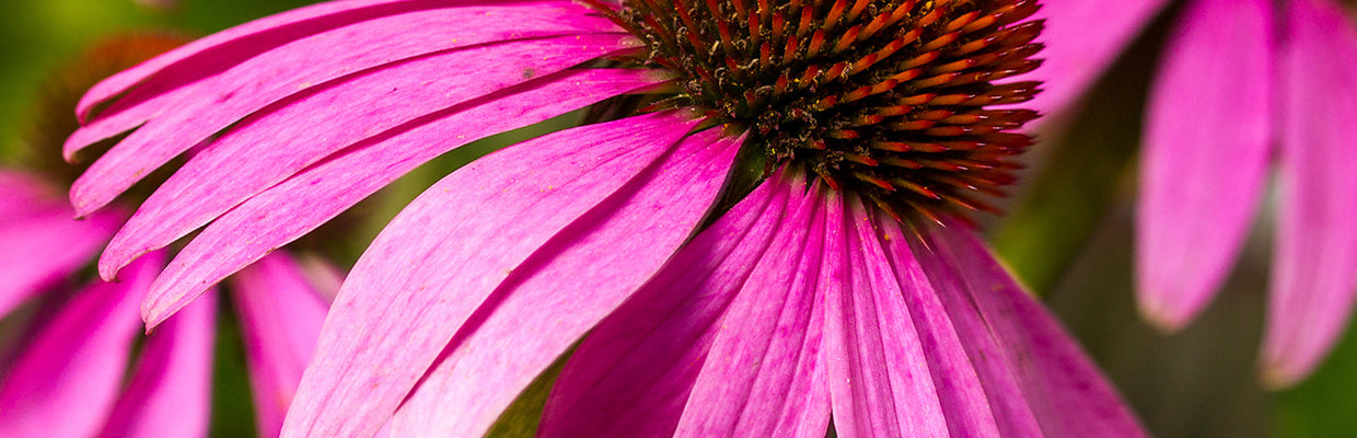 Immune Zoom® Elderberry Echinacea Tea | Traditional Medicinals