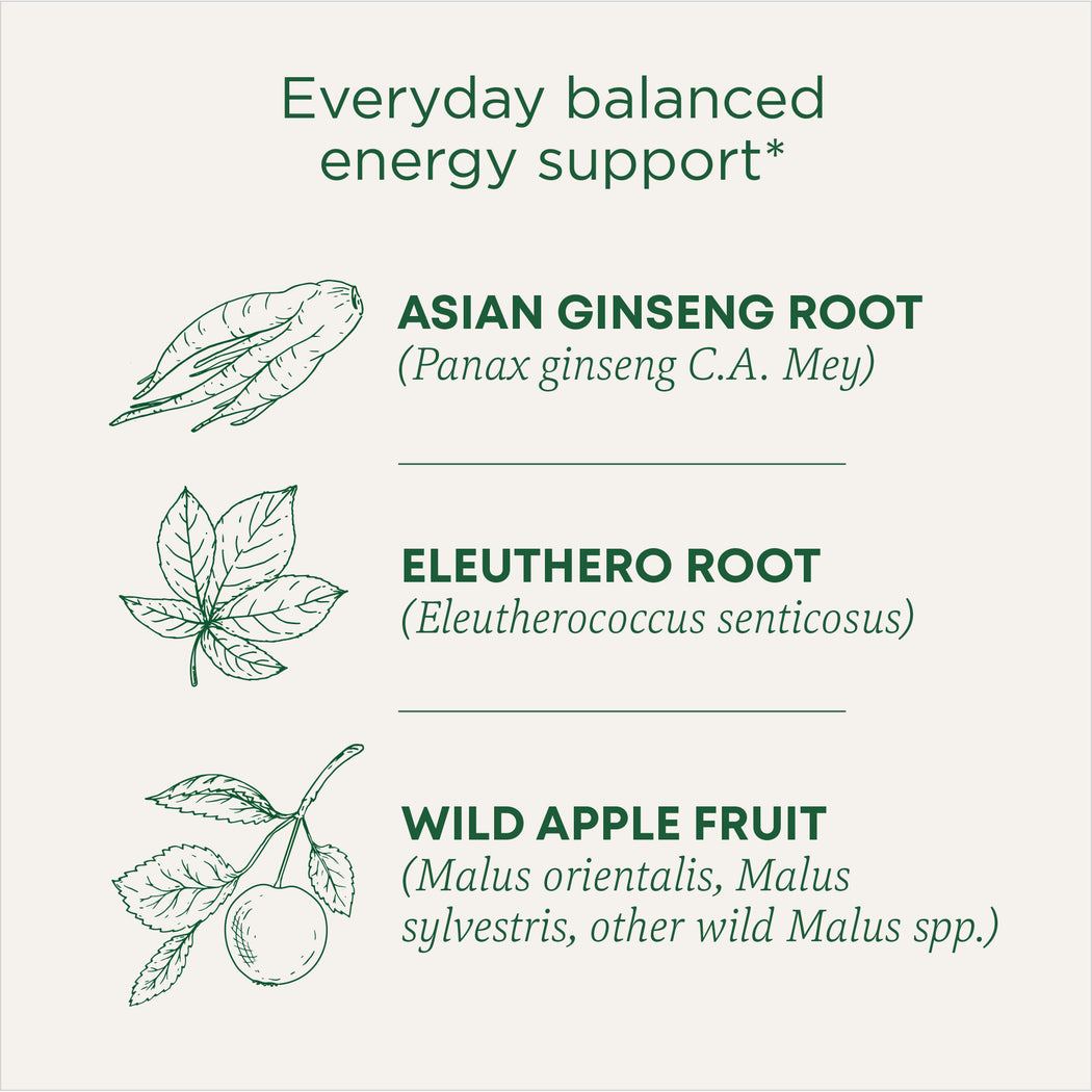 Stress Ease® Focus Tea - w/ Ginseng & Eluethero | Traditional Medicinals