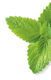 Quality: Herbs, Formulations, Process, Experts & Certifications ...